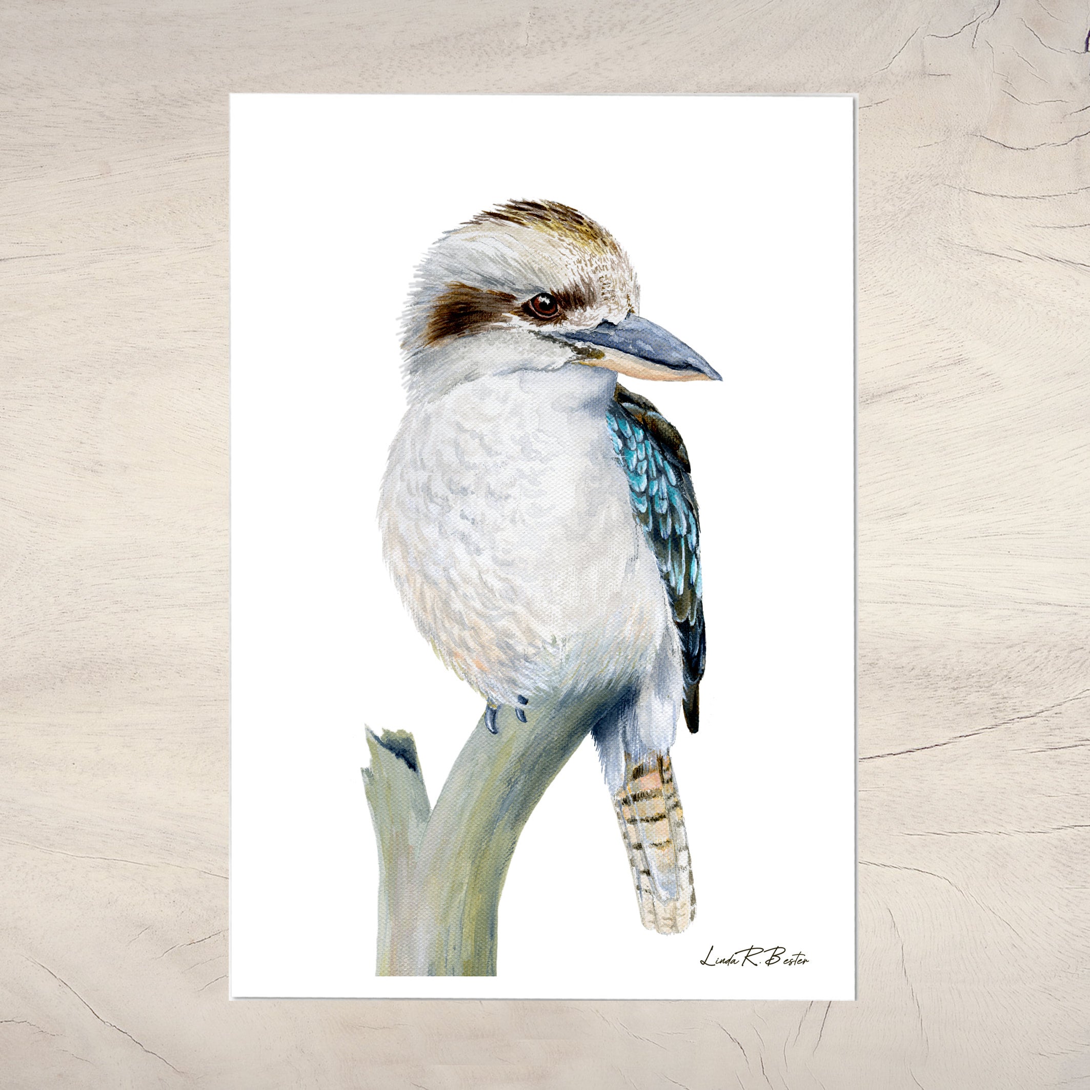 Kookaburra A4 PRINT | LINDA R BESTER, Victoria, Australia